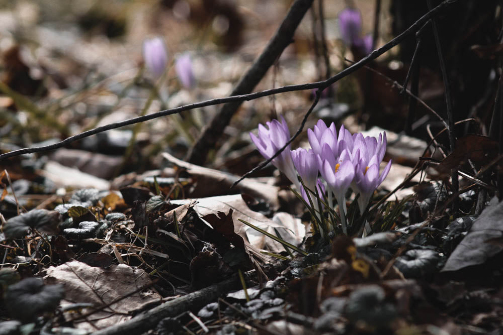 Spring Back Into It – Elechocolates