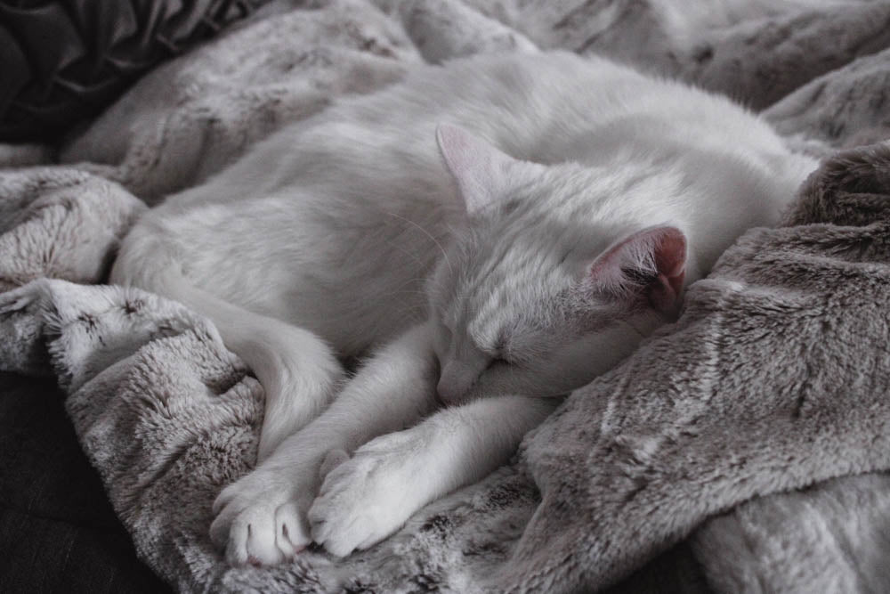 Time For A Cat Nap – Elechocolates